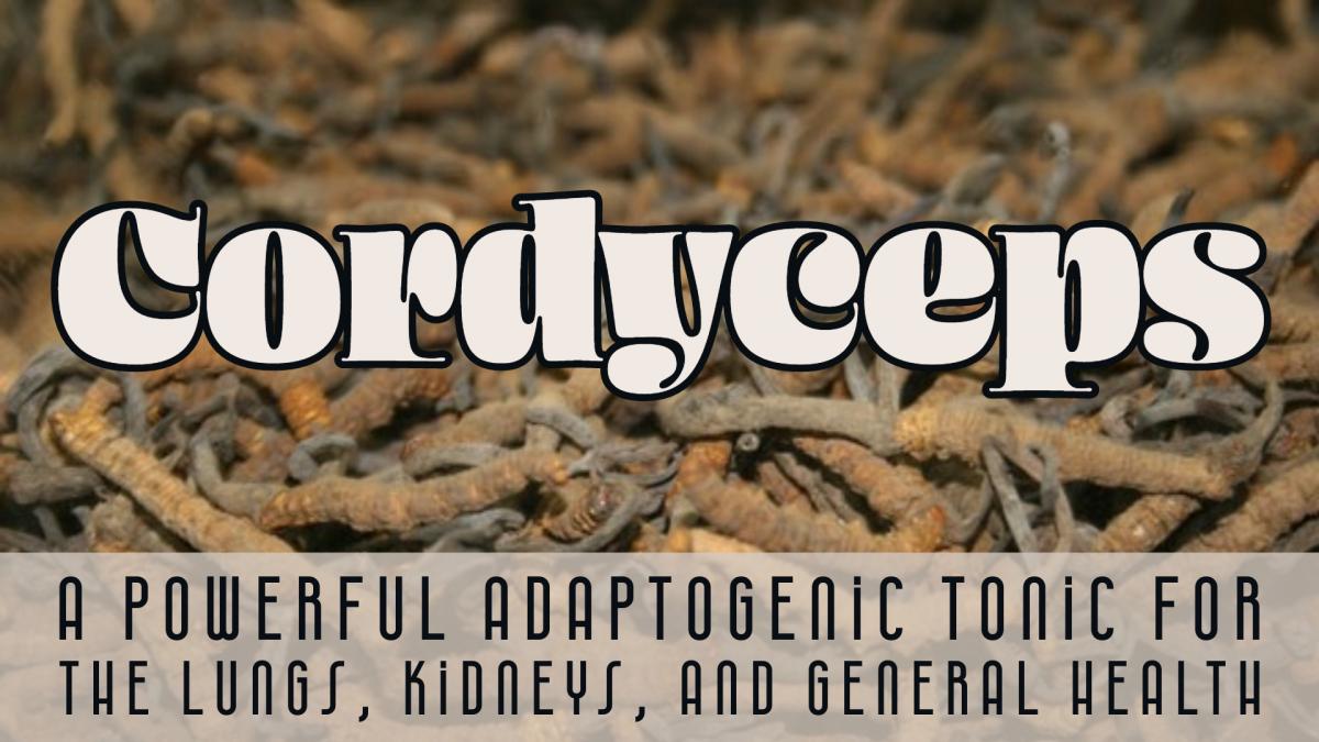 Cordyceps - Article - Stevenhorne.com