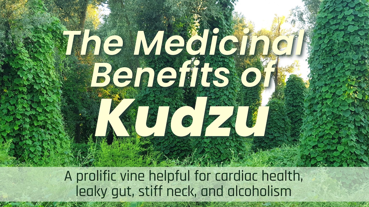 The Medicinal Benefits of Kudzu - Article - Stevenhorne.com