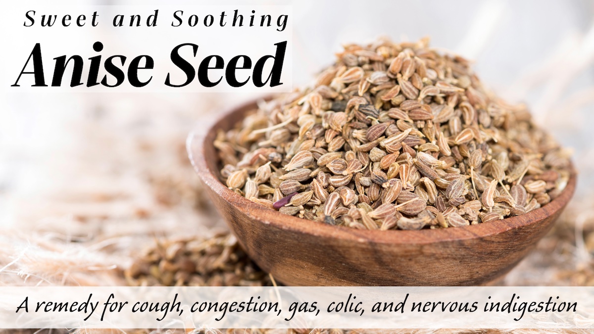 Sweet and Soothing Anise Seed - Article - Stevenhorne.com