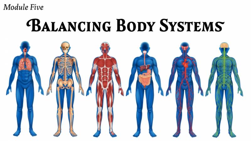 Module Five: Balancing Body Systems - Event - Stevenhorne.com
