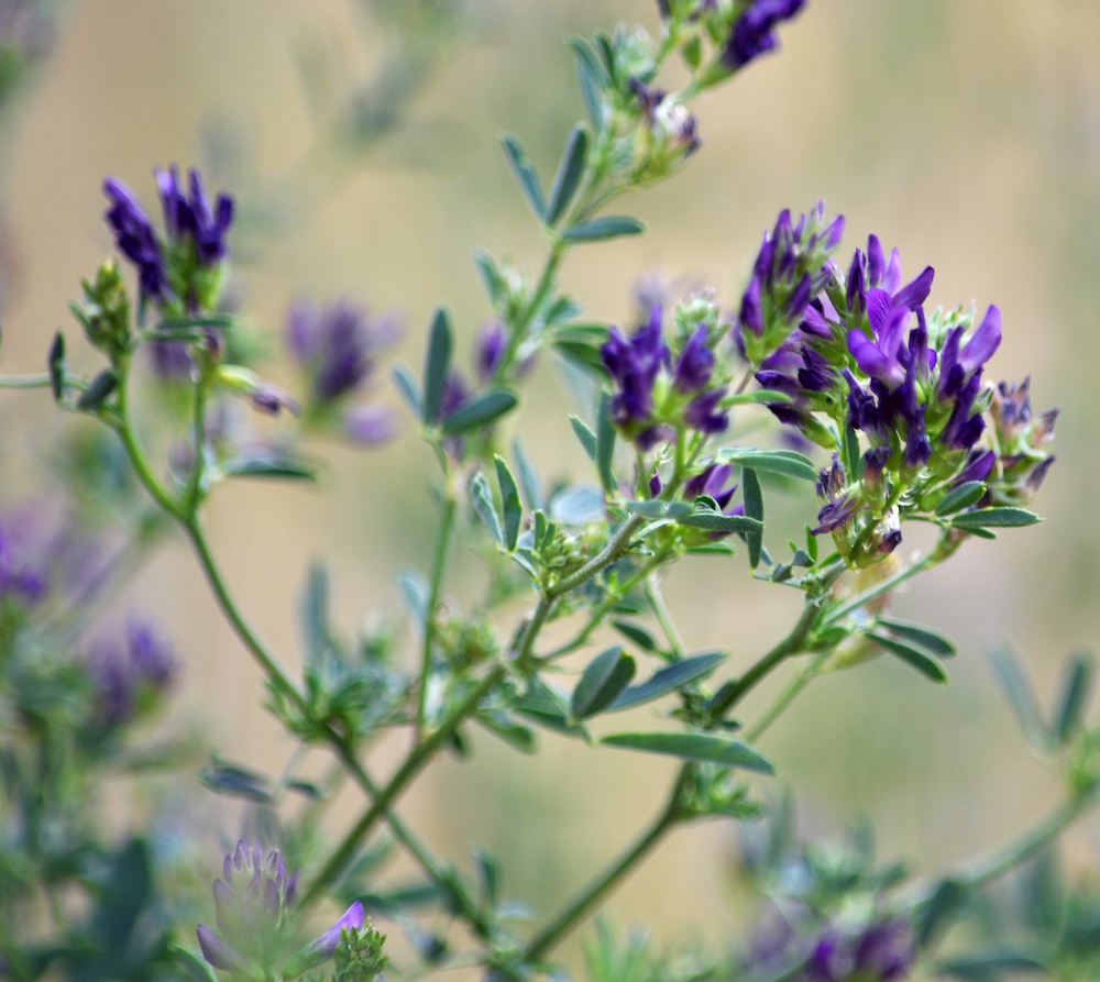 Alfalfa: The King of Herbs - Article - Stevenhorne.com