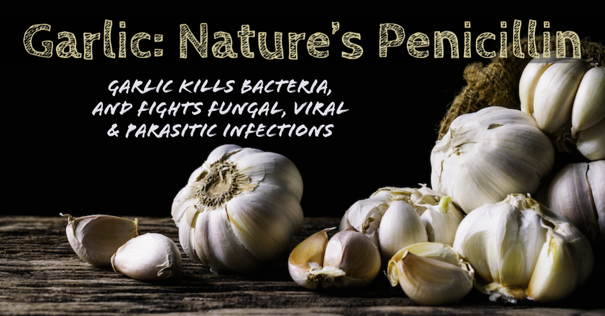 Garlic: Nature's Penicillin - Article - Stevenhorne.com