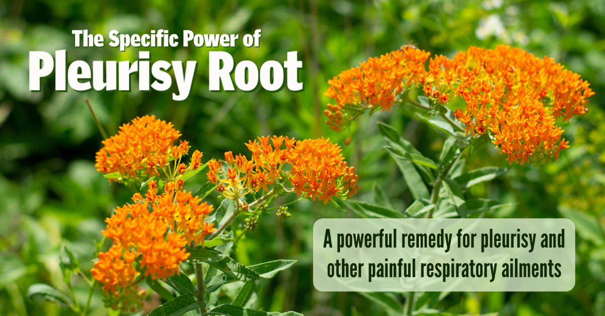 The Specific Power of Pleurisy Root - Article - Stevenhorne.com