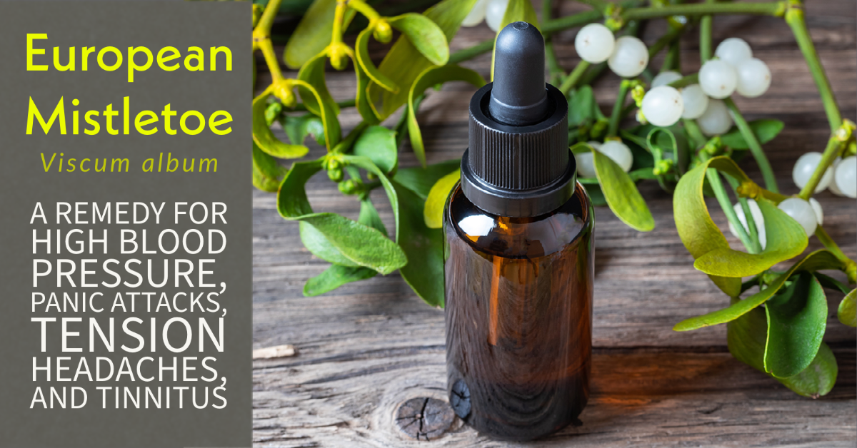 European Mistletoe - Article - Stevenhorne.com