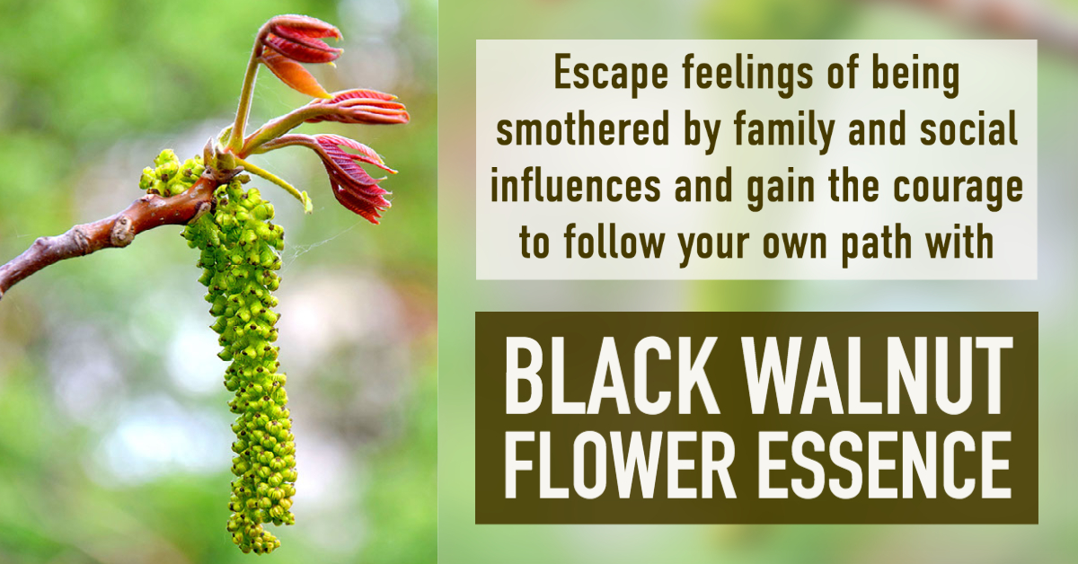 Black Walnut - Article - Stevenhorne.com