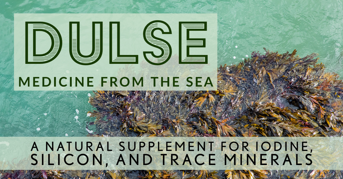 Dulse: Medicine from the Sea - Article - Stevenhorne.com