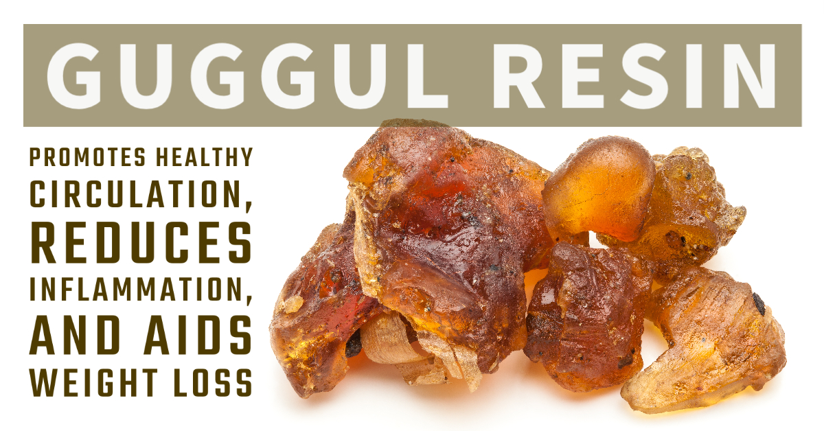Guggul Resin - Article - Stevenhorne.com