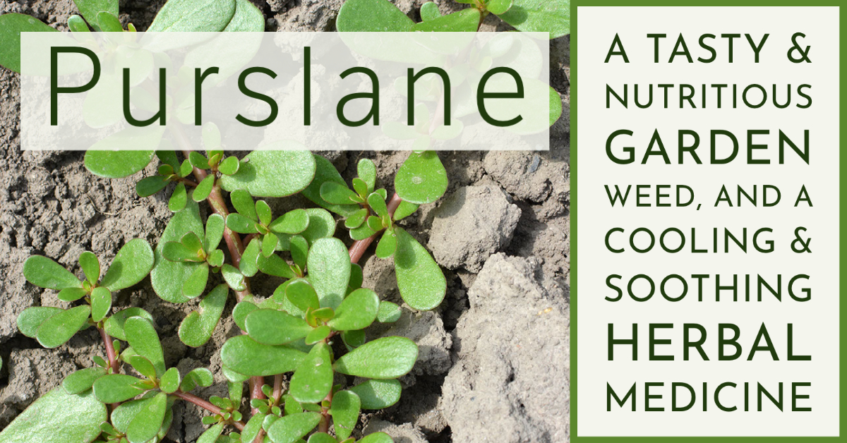 Purslane - Article - Stevenhorne.com