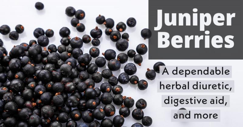 Juniper Berries - Article - Stevenhorne.com
