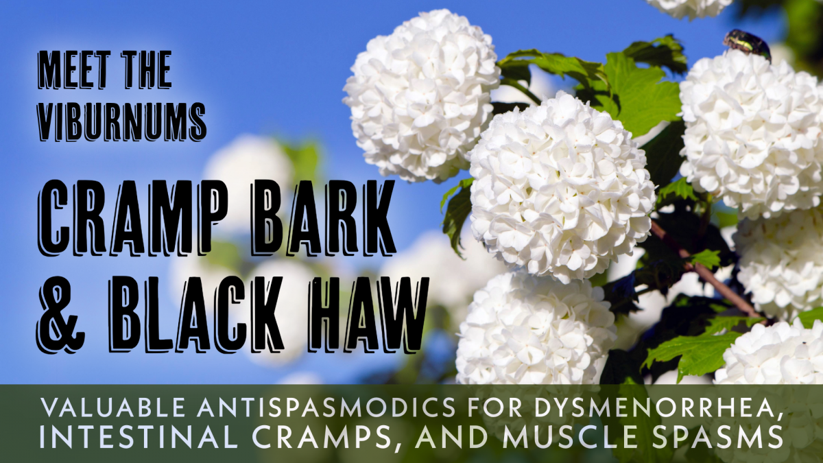 The Viburnums: Cramp Bark and Black Haw - Article - Stevenhorne.com