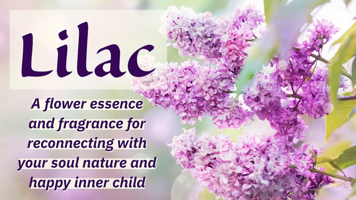 Lilac: A Herald of Spring - Article - Stevenhorne.com