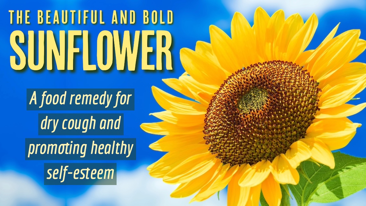 The Beautiful and Bold Sunflower - Article - Stevenhorne.com