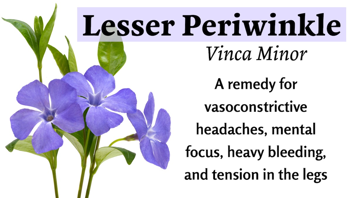 Lesser Periwinkle (Vinca minor) - Article - Stevenhorne.com