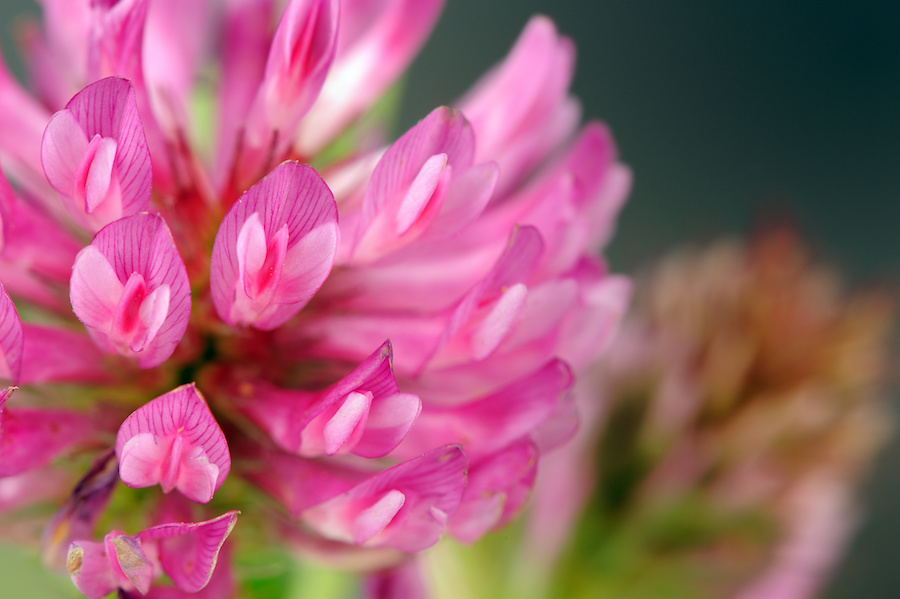 Red Clover - Article - Stevenhorne.com