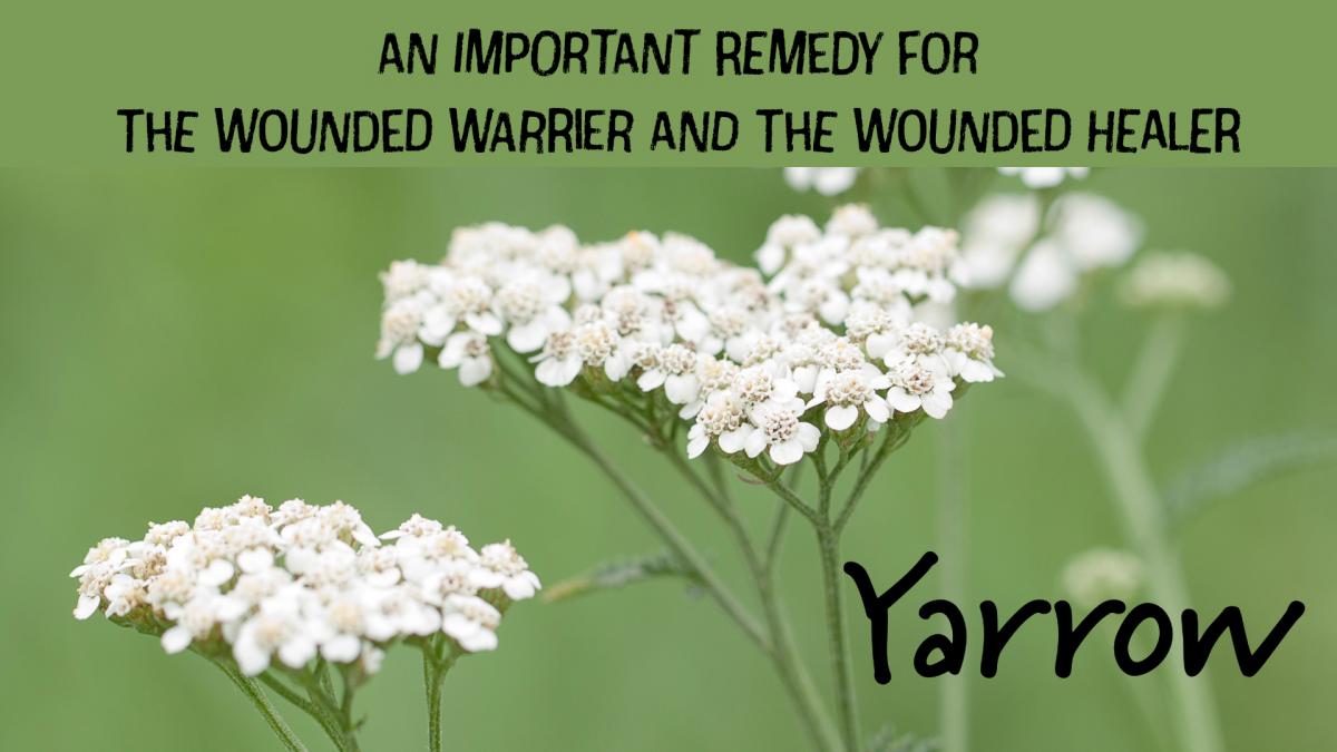 Yarrow - Article - Stevenhorne.com